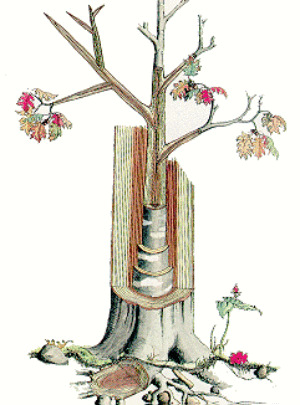 IASHK 2016: Consulting CODIT - Guidance from tree forensics experts ...